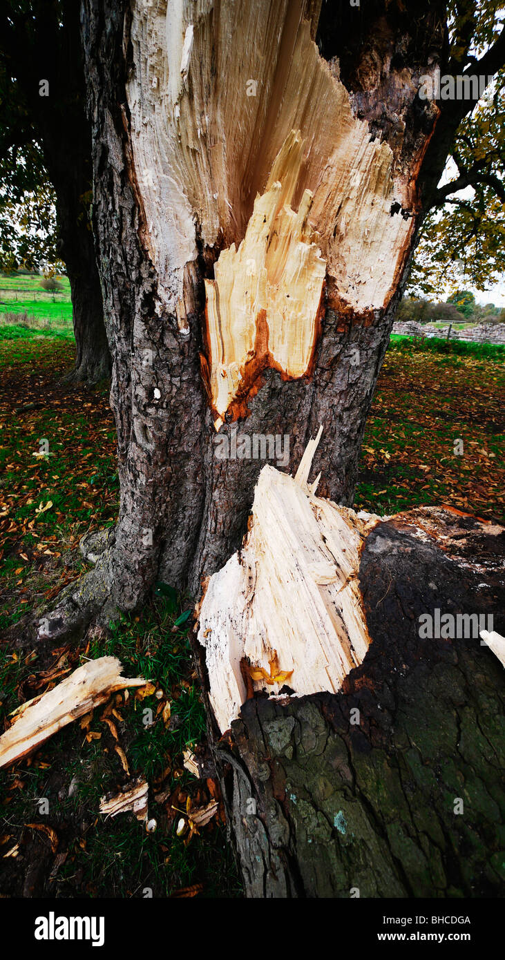 dead tree trunk lying on ground Stock Photo - Alamy