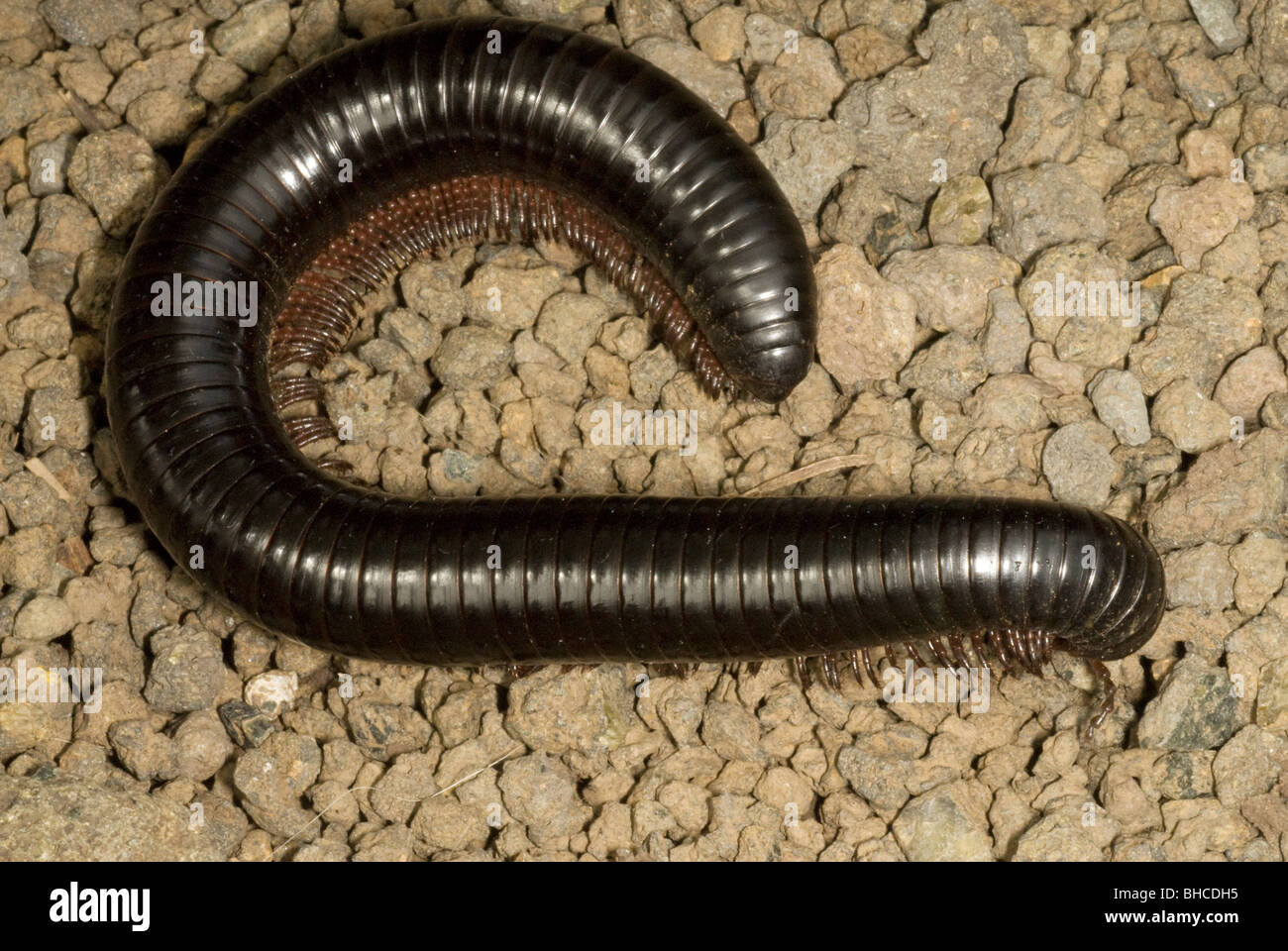 African giant millipede (Archispirostreptus gigas Stock Photo - Alamy