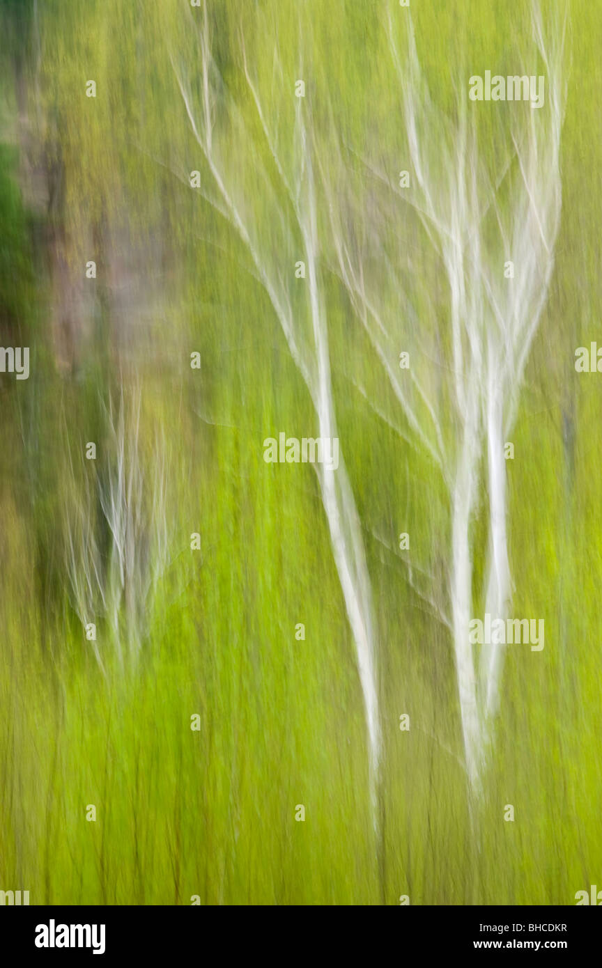 Birch tree trunks and fresh spring foliage (Camera movement), Greater ...