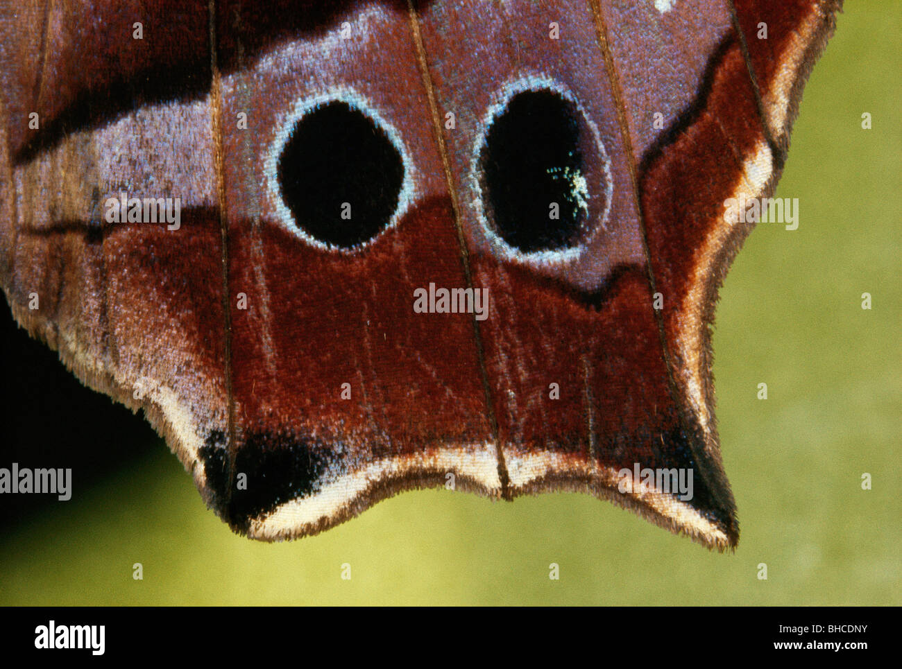 Morphidae butterfly hi-res stock photography and images - Alamy