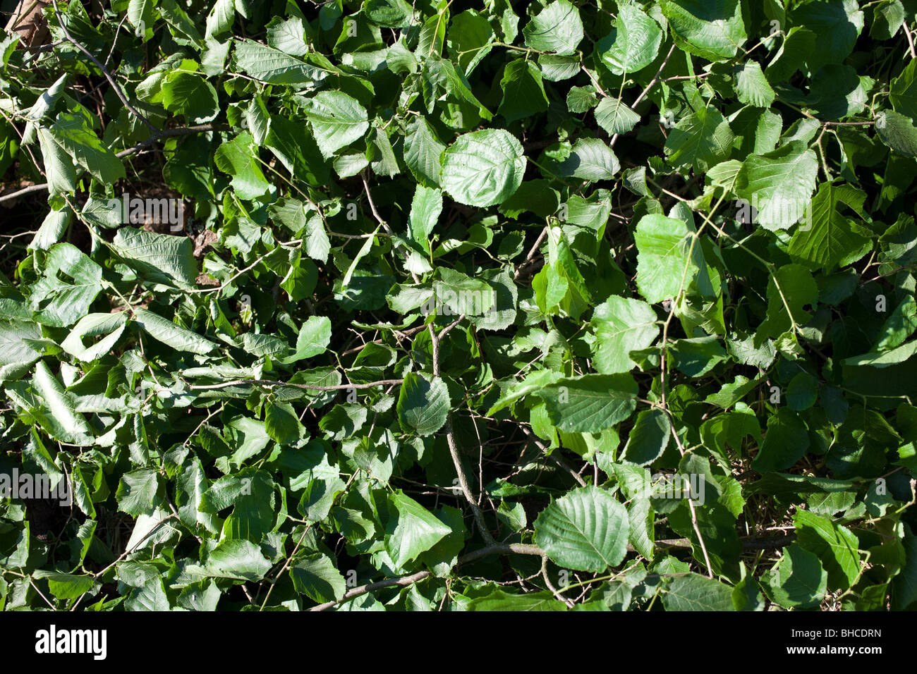 Background of a bush Stock Photo - Alamy