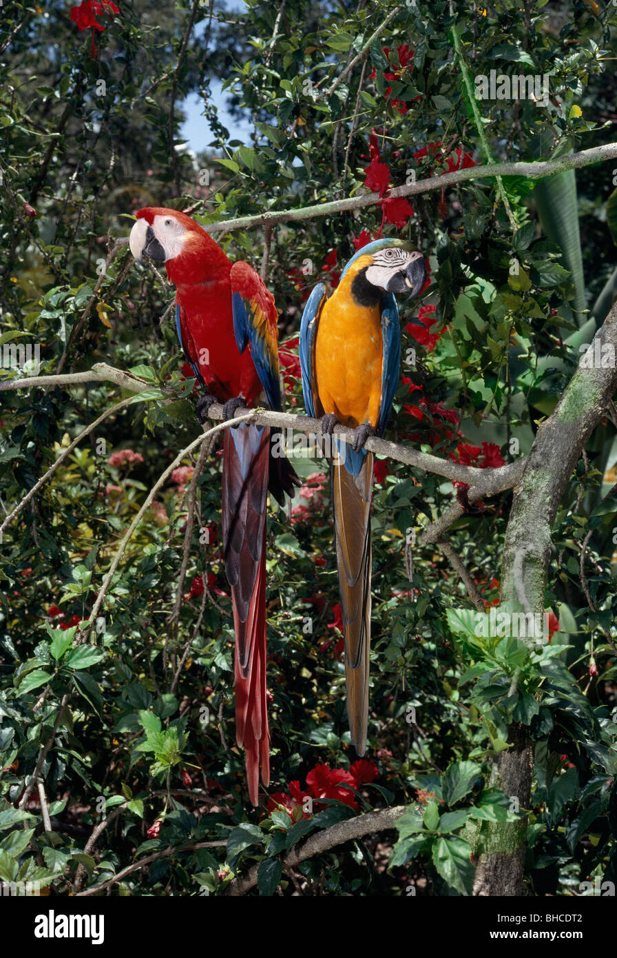 Ara macao, Scarlet Macaws sharing a branch Stock Photo - Alamy
