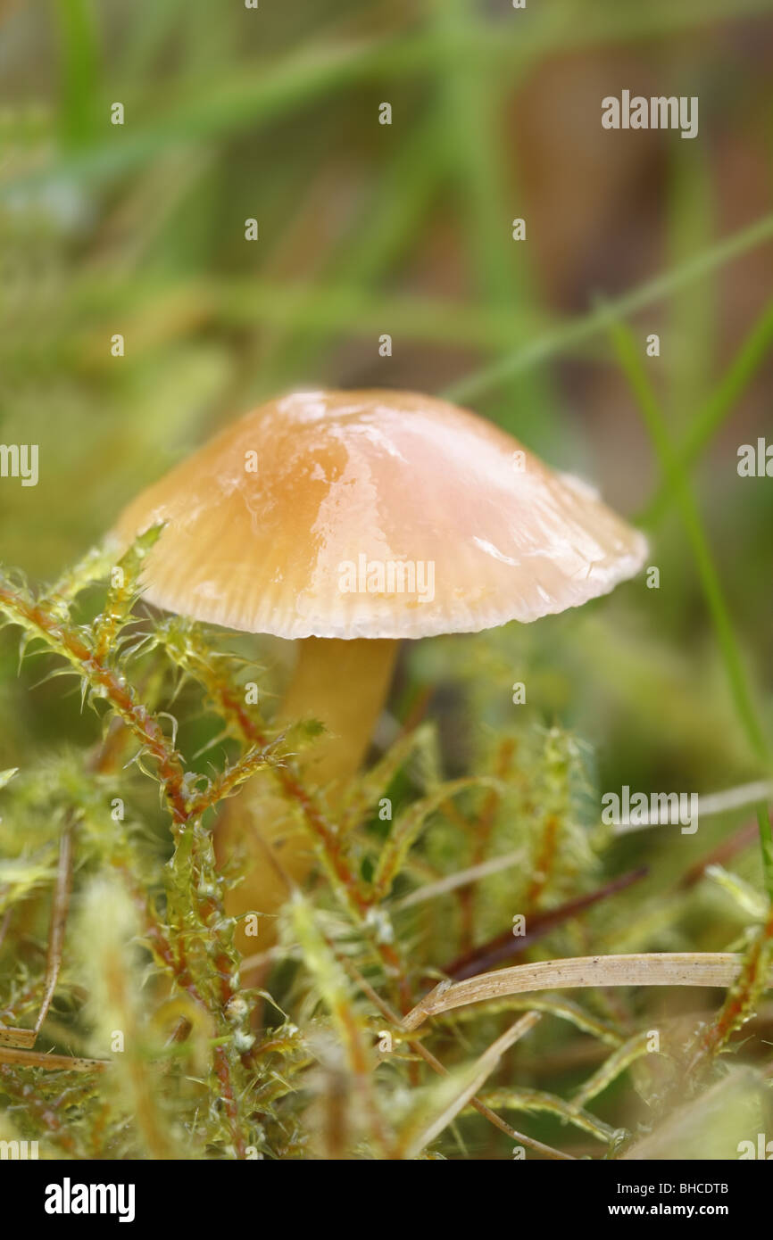 Glutinous waxcap hi-res stock photography and images - Alamy