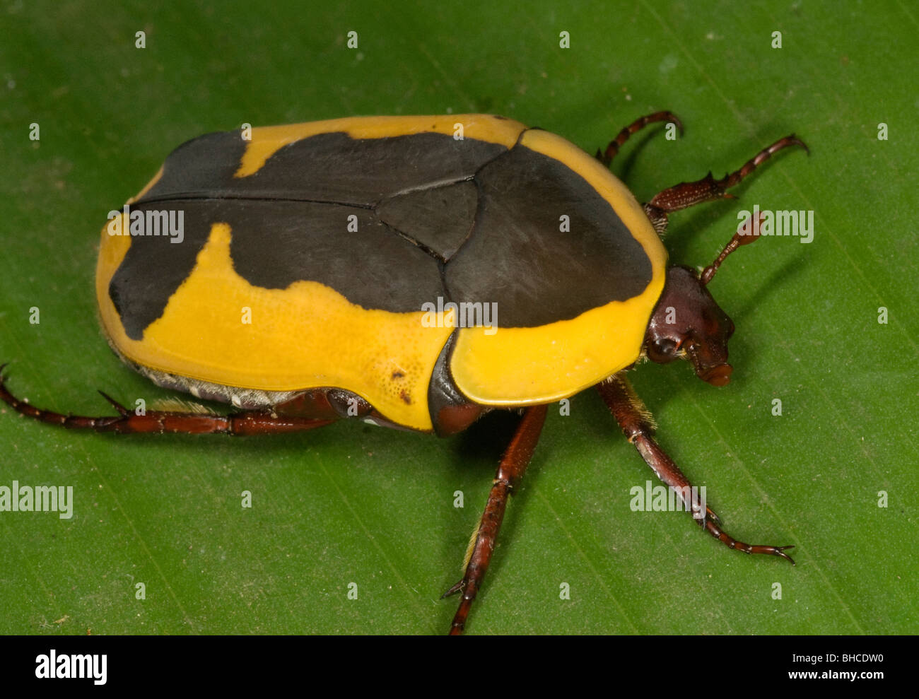 Scarab fruit beetle, Pachnoda sp. Photographed in Tanzania, Africa ...