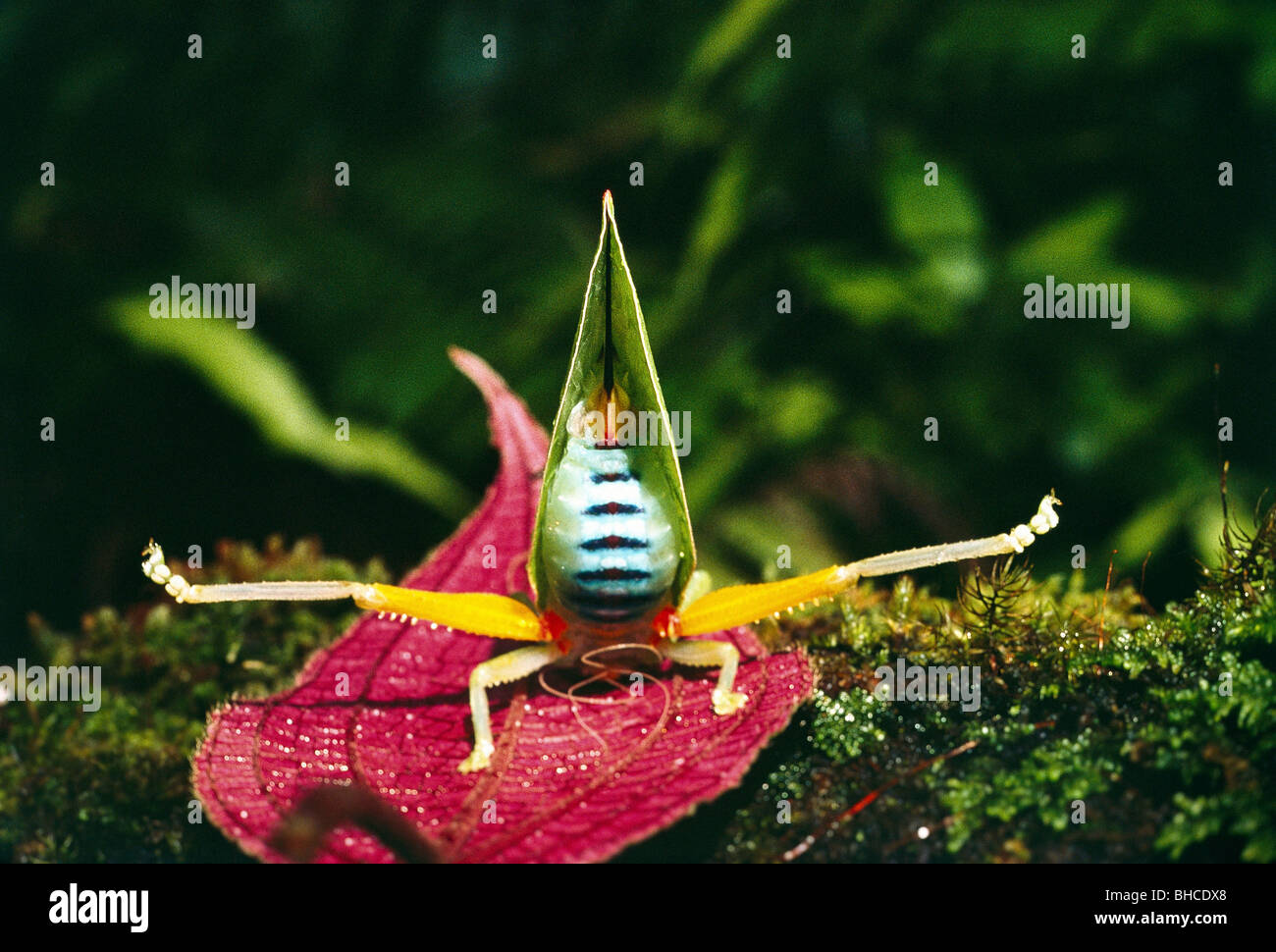 Tettigoniidae Katydid with legs out and a striped body, mimicking a ...