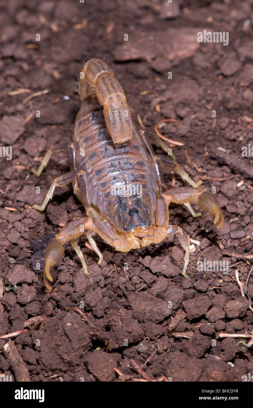 Creature invertebrate poison poisonous sinister sting tanzania venomous ...