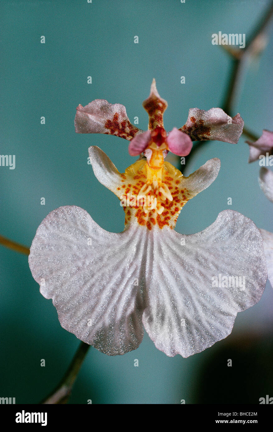 Orchid oncidium sp hi-res stock photography and images - Alamy