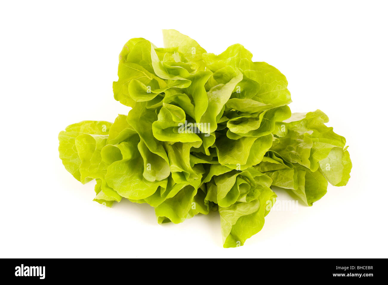Close up of letucce isolated on white background Stock Photo - Alamy