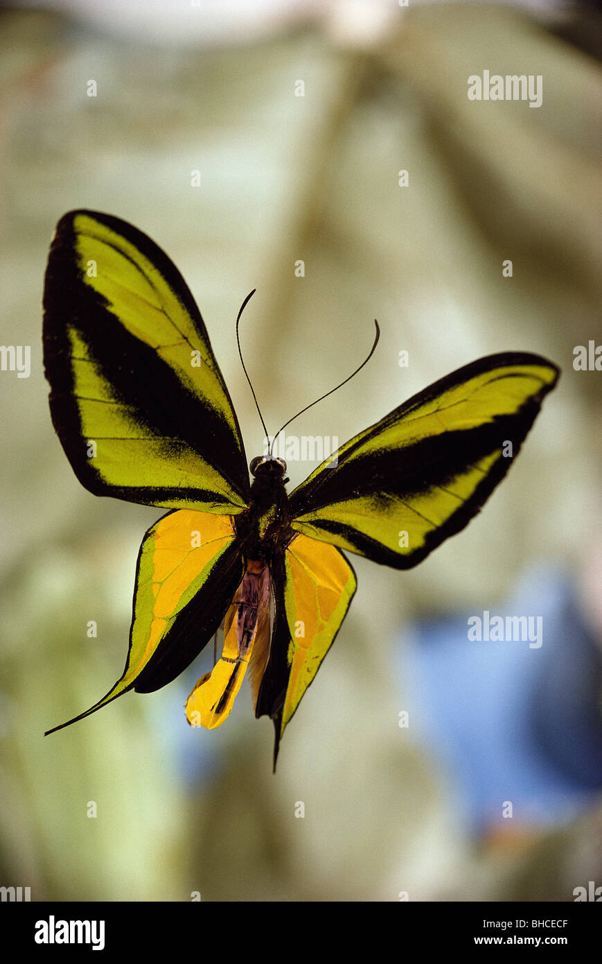 Paradise Birdwing High Resolution Stock Photography and Images - Alamy