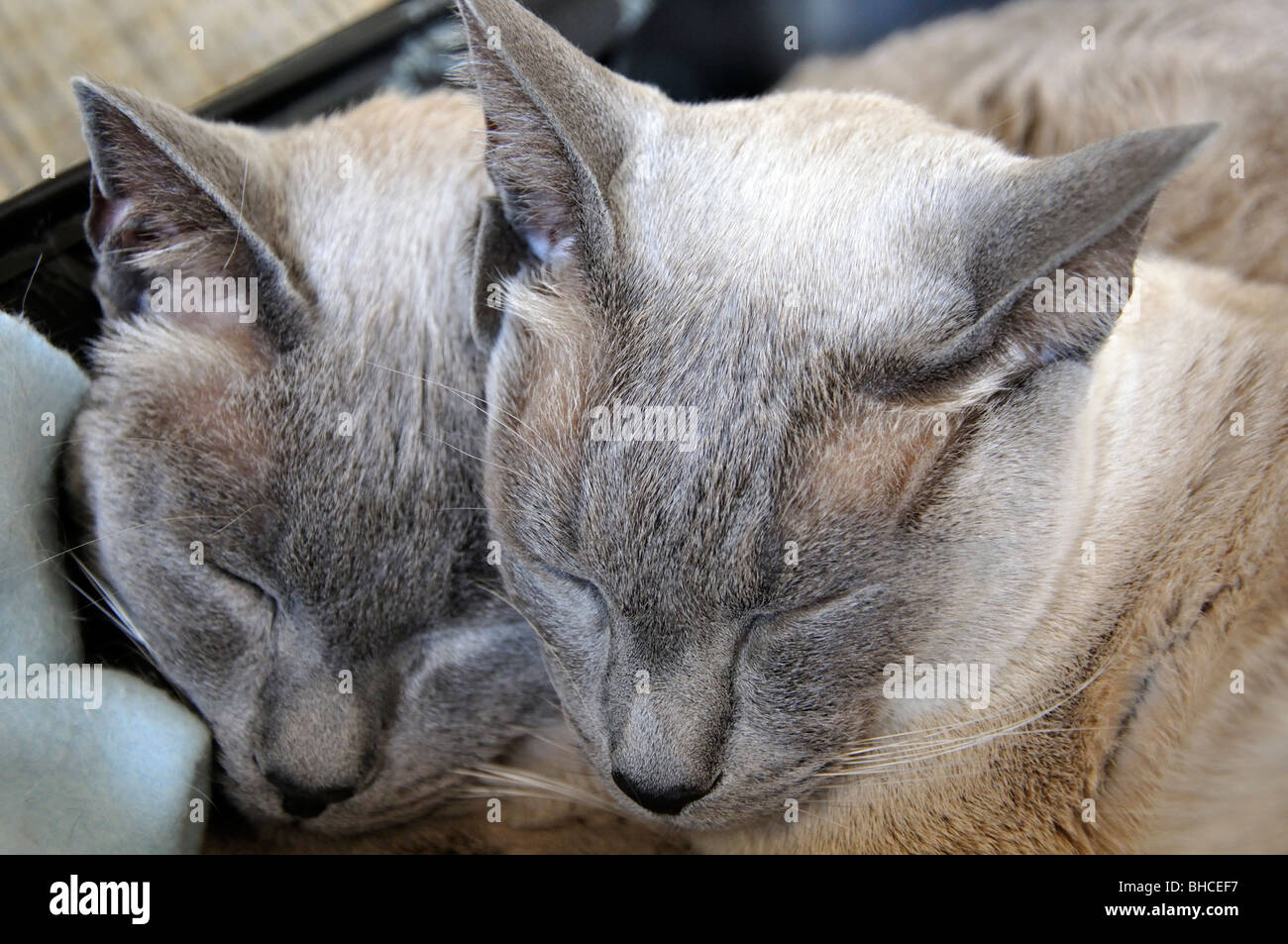 Siamese bluepoint hi-res stock photography and images - Alamy
