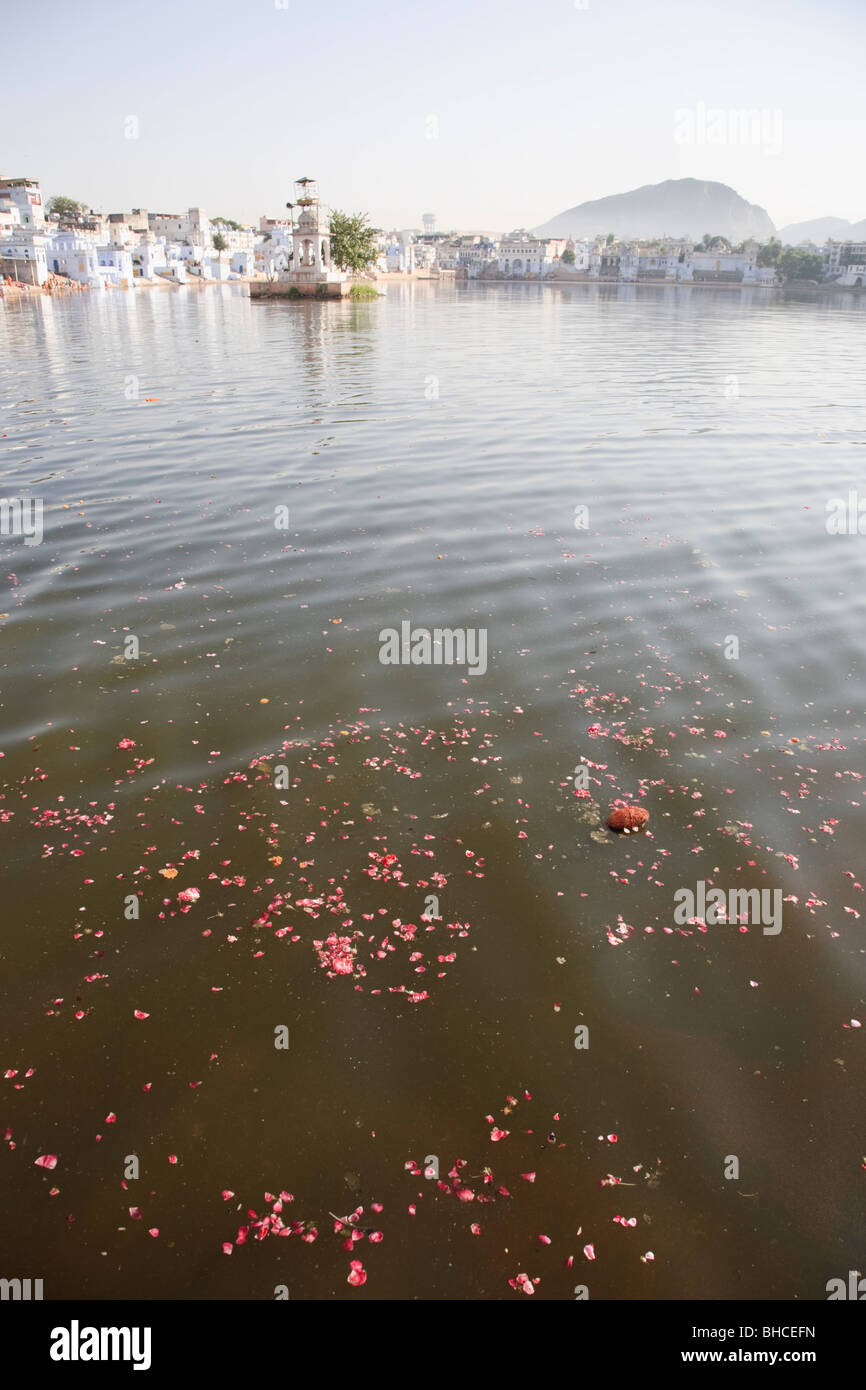 Flower petals floating in the lake at the Ghats at Pushkar, Rajasthan ...