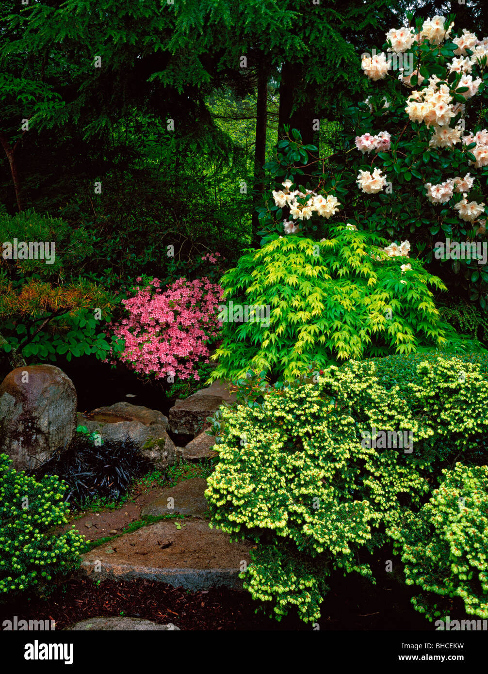 Mounded spruce, Japanese maple, pink flowering azalea, and rhododendron ...