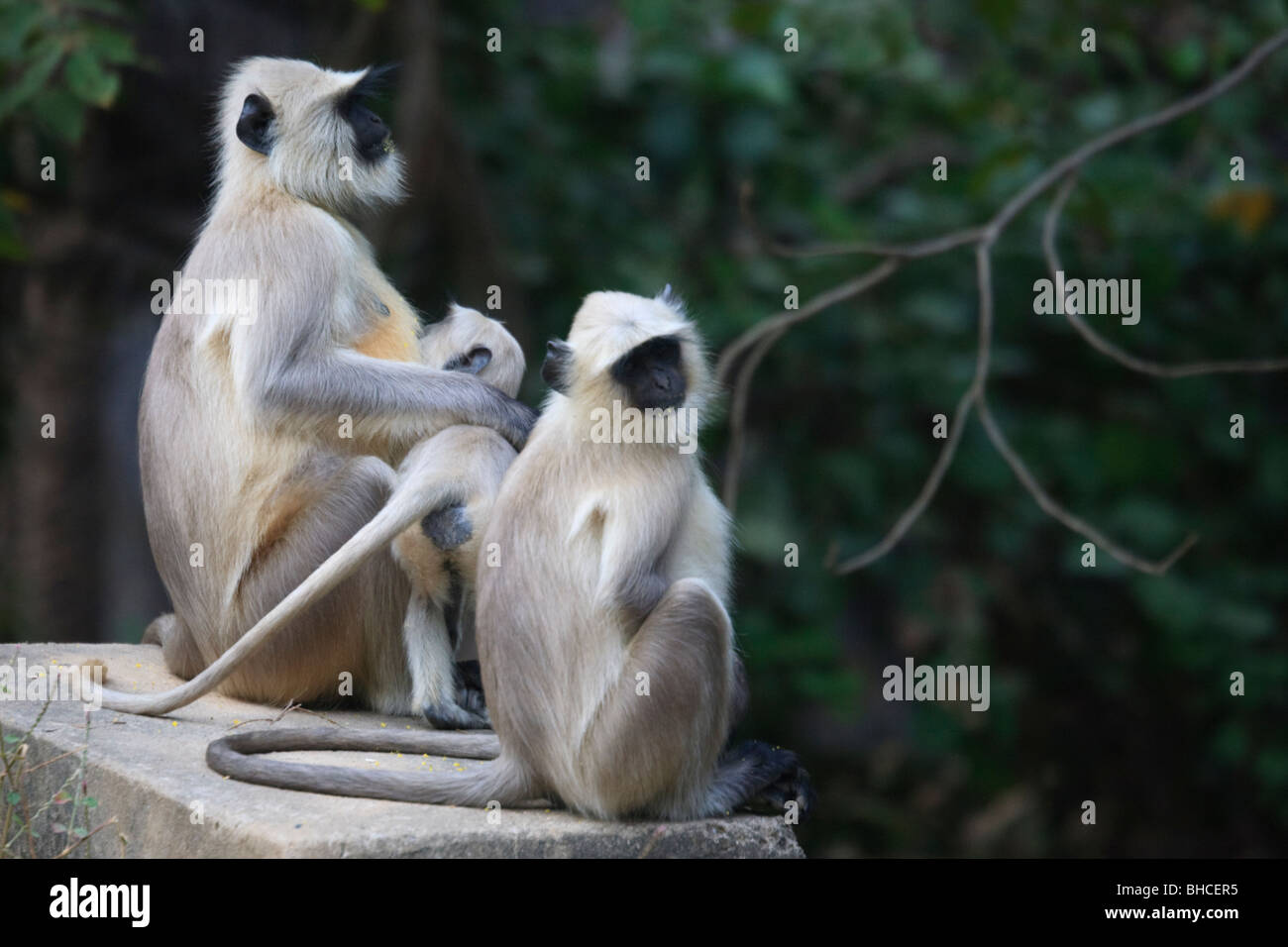 Langur monkeys hi-res stock photography and images - Alamy