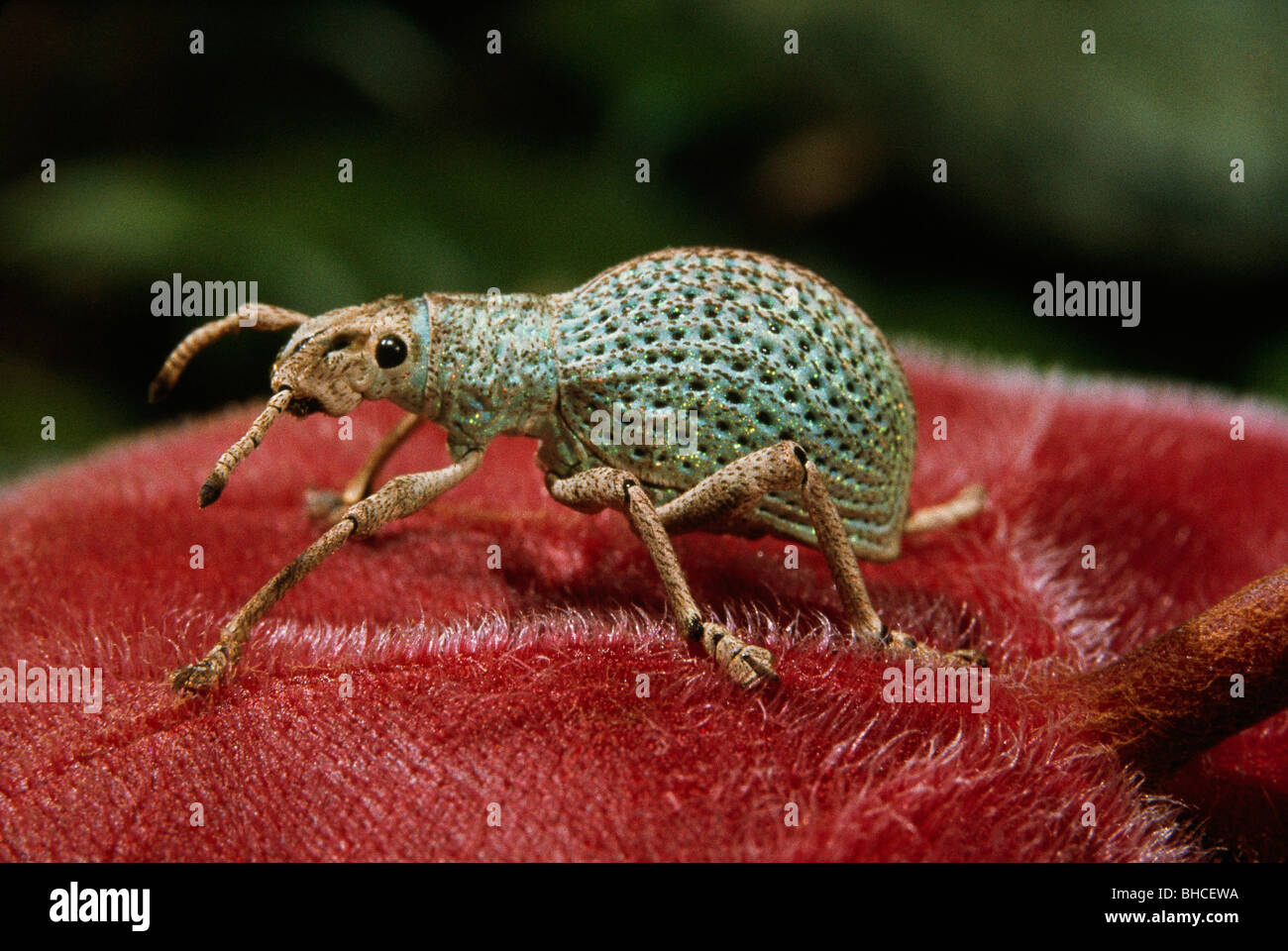 Episomus sp hi-res stock photography and images - Alamy