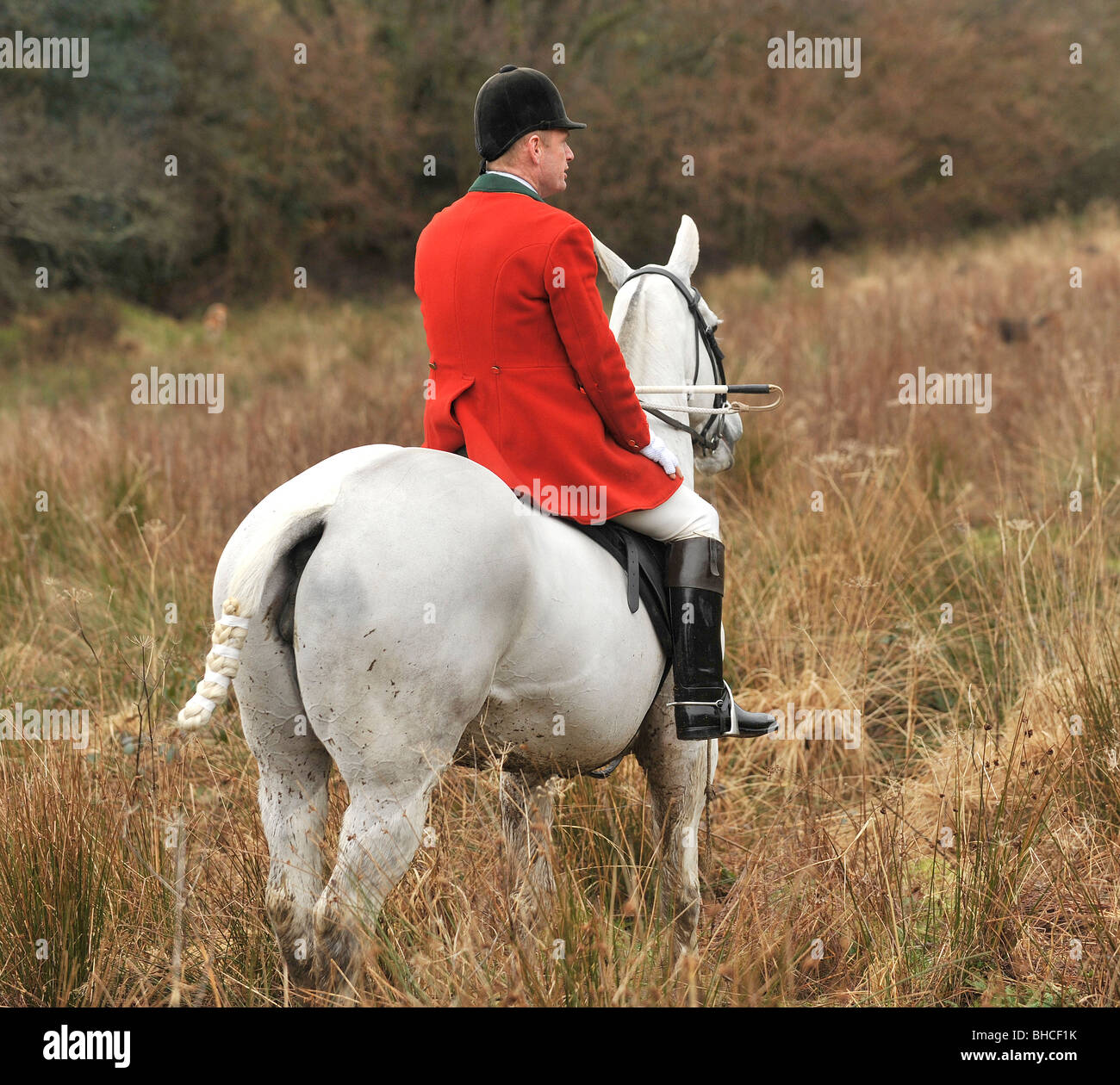 Rear view red fox hi-res stock photography and images - Alamy