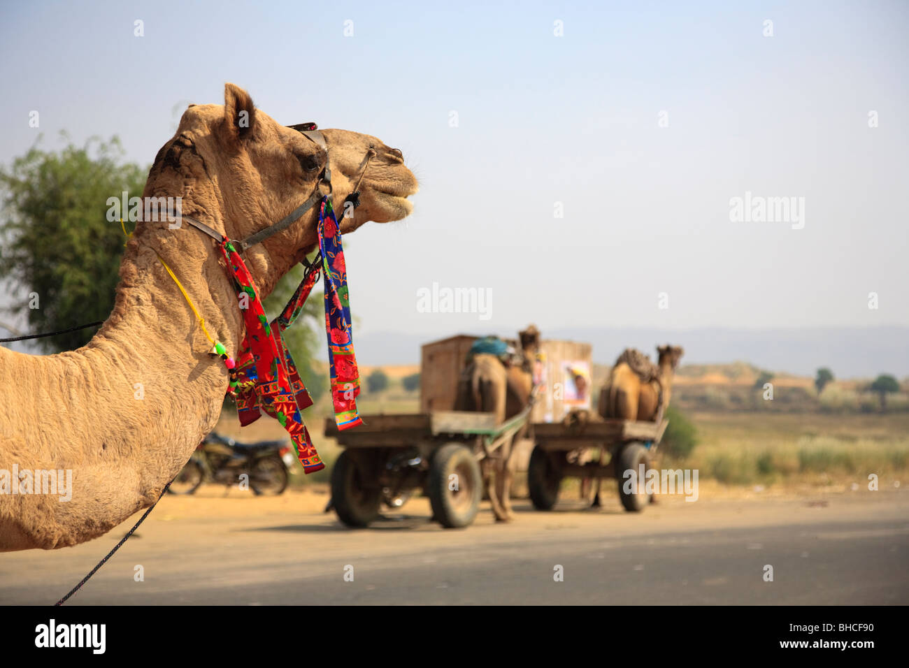 A working camel in the rural desert of Rajasthan, India Stock Photo - Alamy