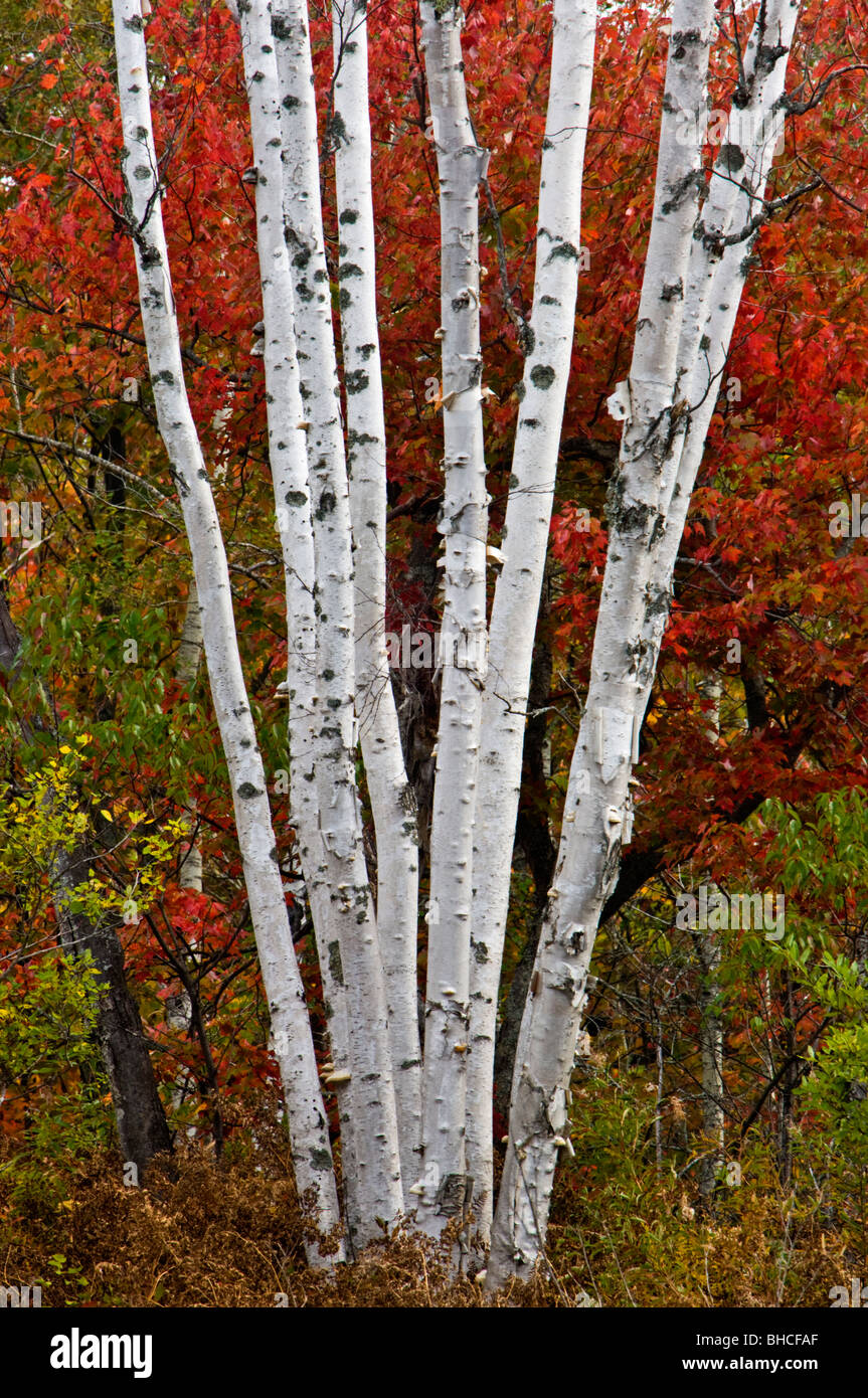 Multistem birch tree and red maple in autumn, Greater Sudbury, Ontario ...