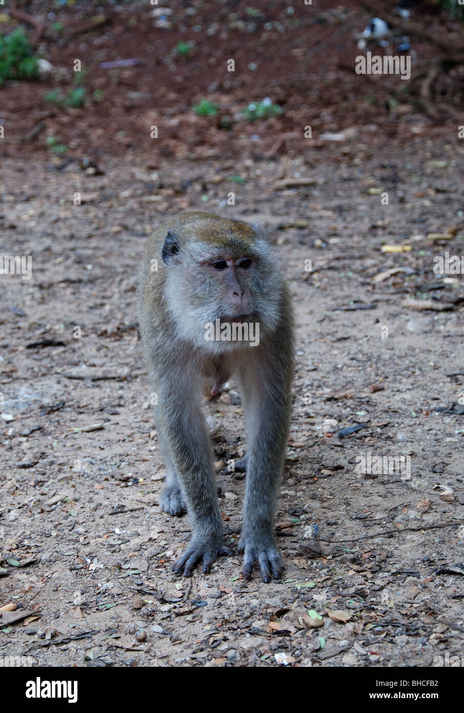 The Gray monkey Stock Photo - Alamy