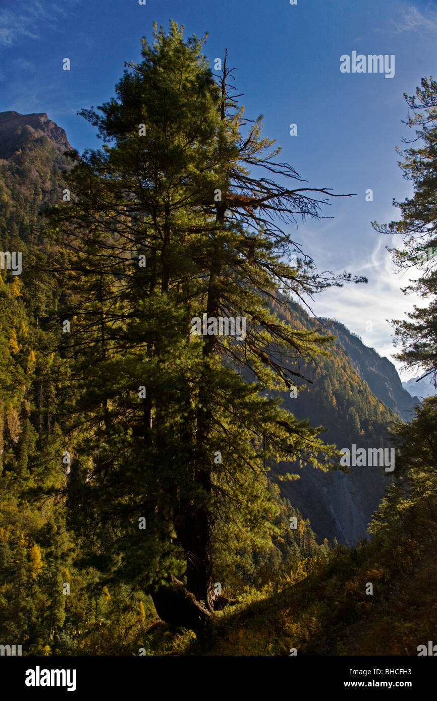 Giant FUR TREES grow in the MANASLU CONSERVATION AREA - AROUND MANASLU ...