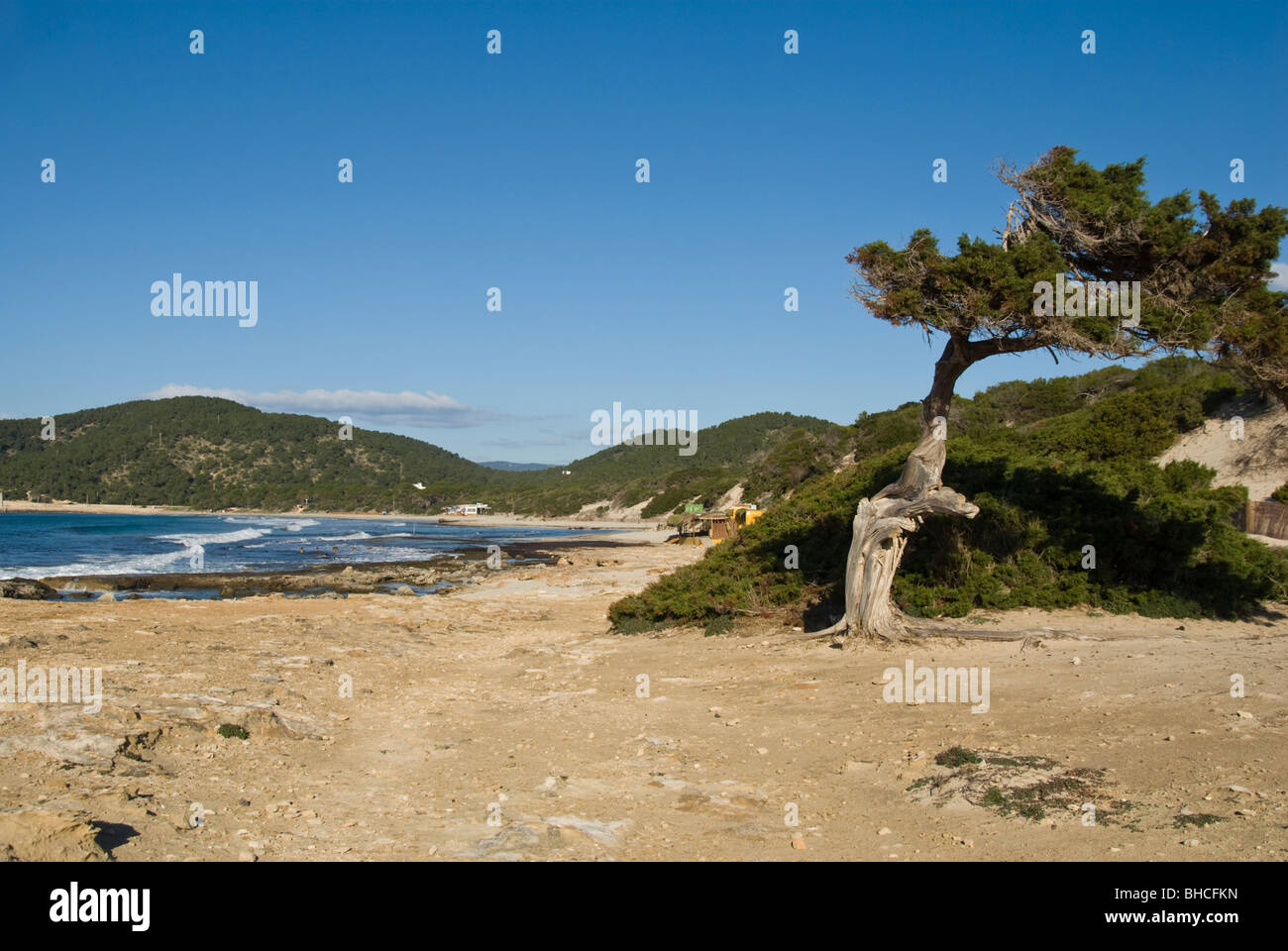 Phoenician Juniper, Juniperus Phoenicea Stock Photo - Alamy