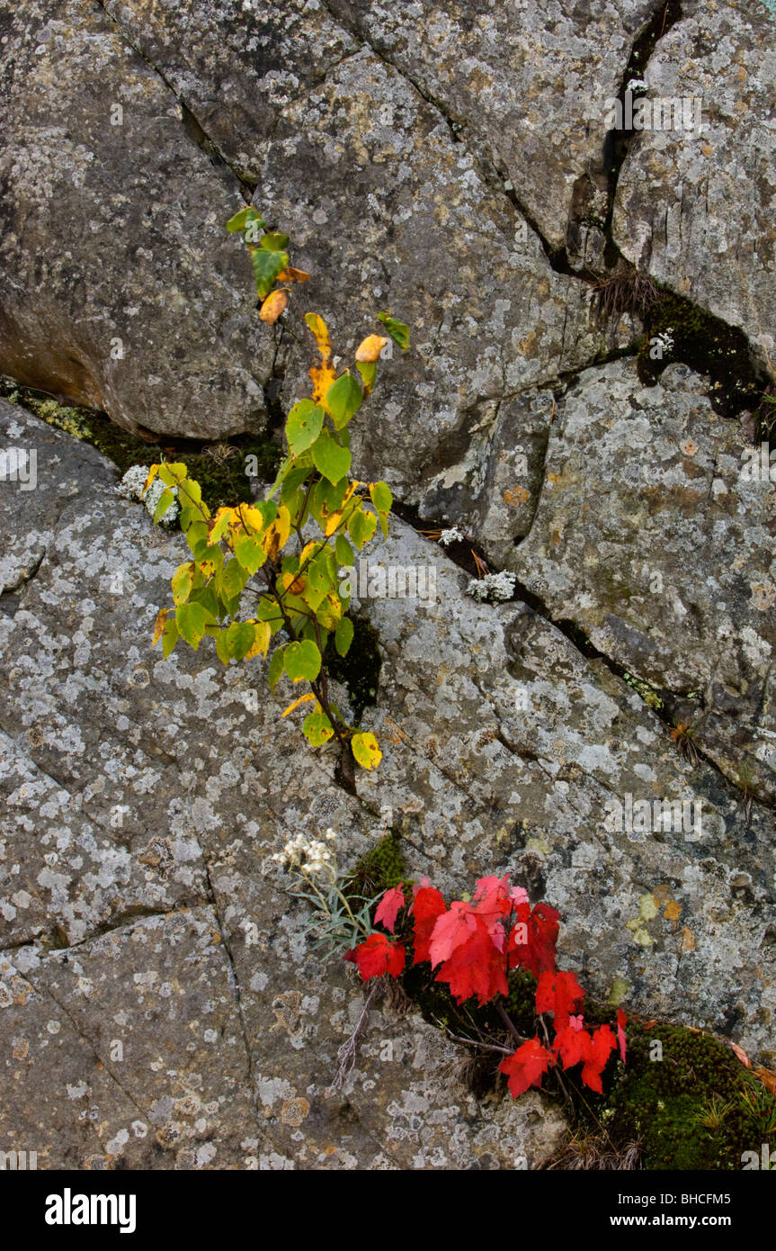 Red maple saplings and rock outcrops, Elliot Lake, Ontario, Canada ...