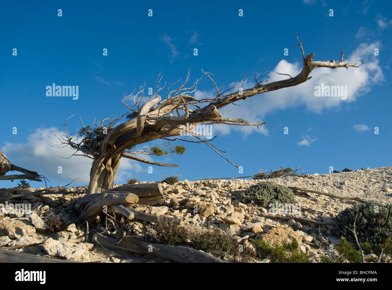 Phoenician Juniper, Juniperus Phoenicea Stock Photo - Alamy