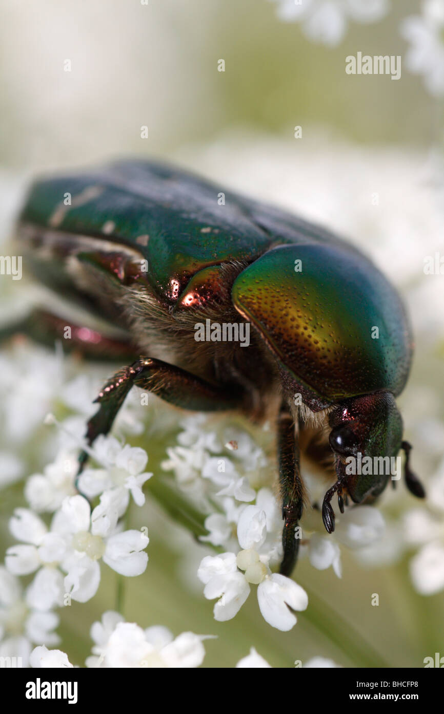 Cetonia aurata, the rose chafer or green rose chafer Stock Photo - Alamy