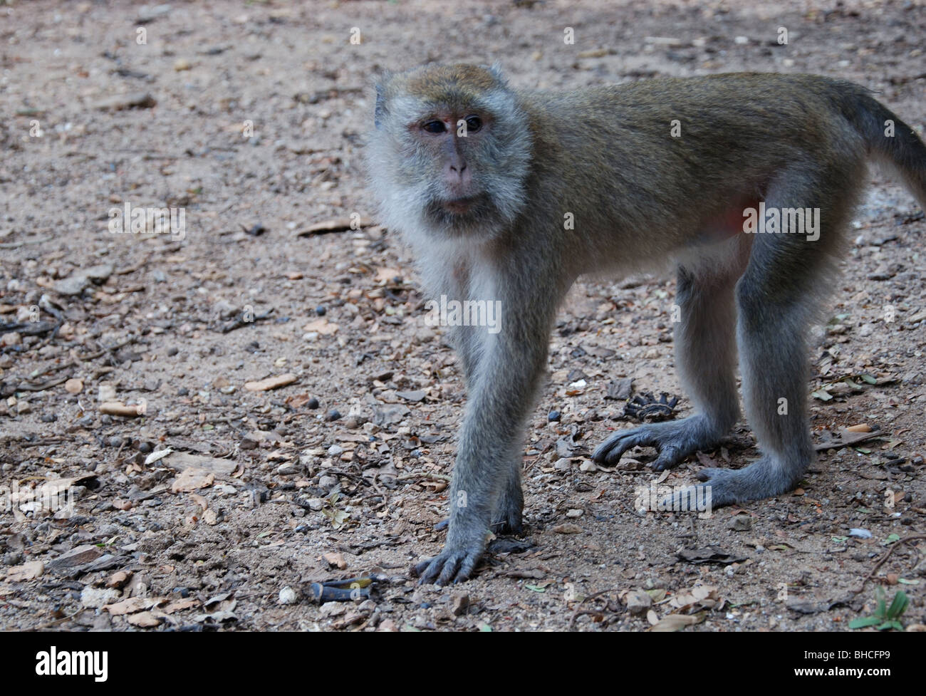 The Gray monkey Stock Photo - Alamy