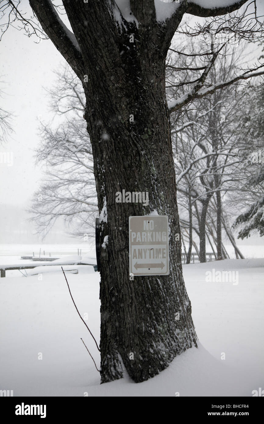 No parking sign on a tree Stock Photo - Alamy