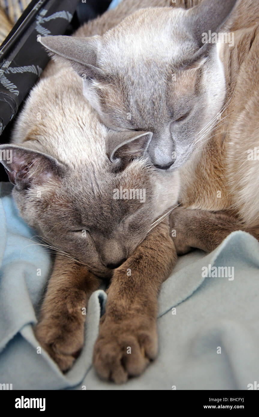 Siamese Bluepoint cats Stock Photo - Alamy