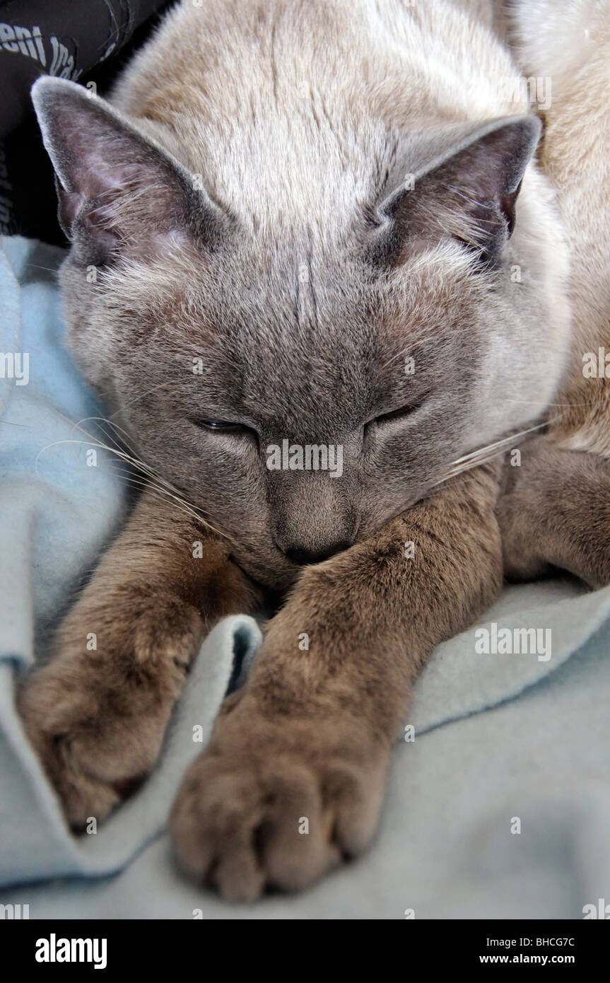 Siamese Bluepoint cat Stock Photo - Alamy