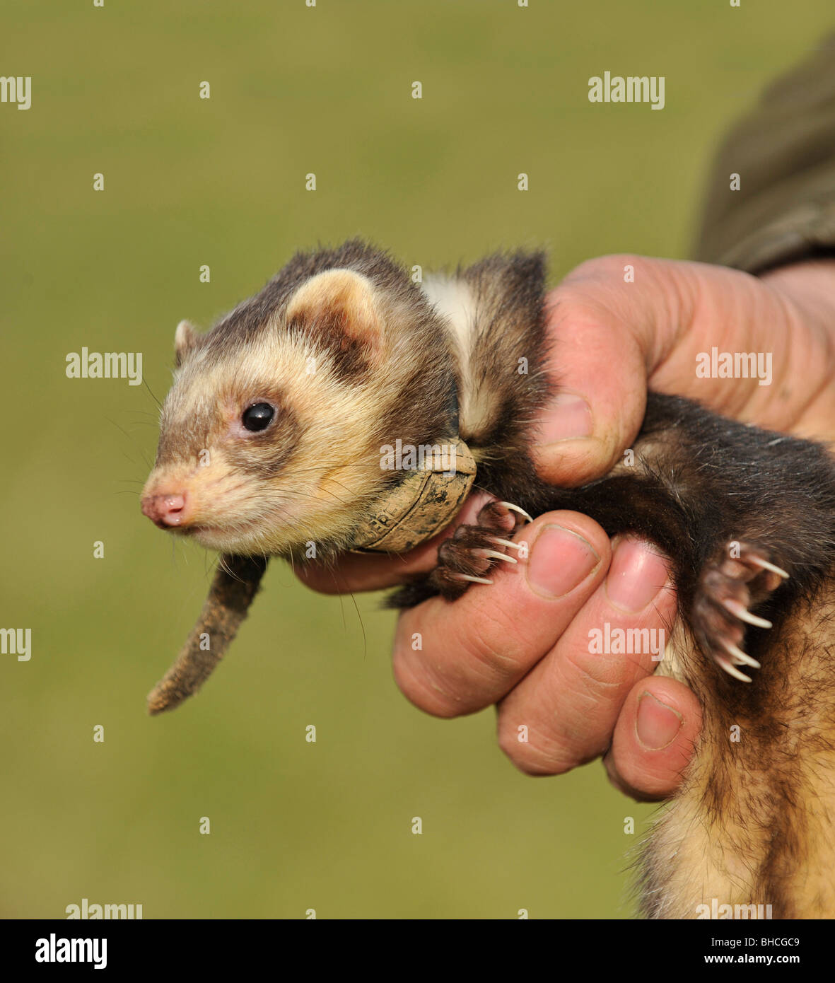 man holding a ferret Stock Photo - Alamy
