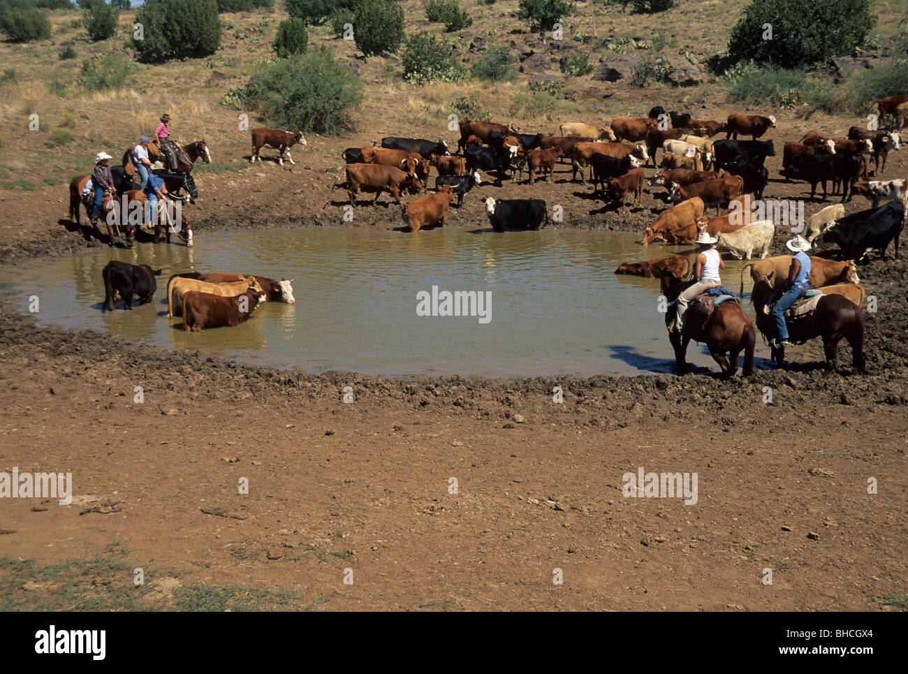Cowboys watering cows Stock Photo - Alamy
