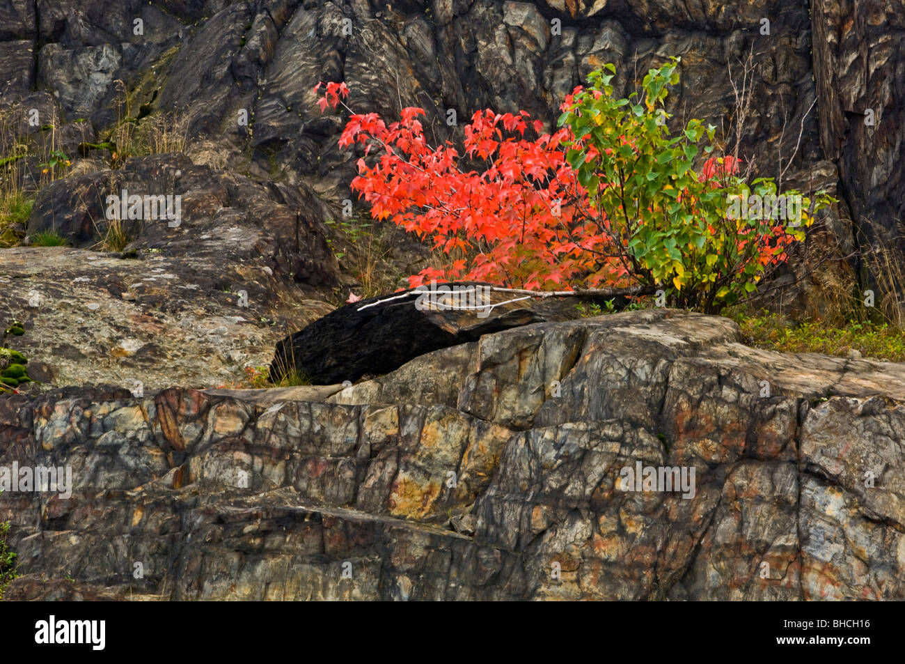 Ecosystems Exploiting High Resolution Stock Photography and Images - Alamy