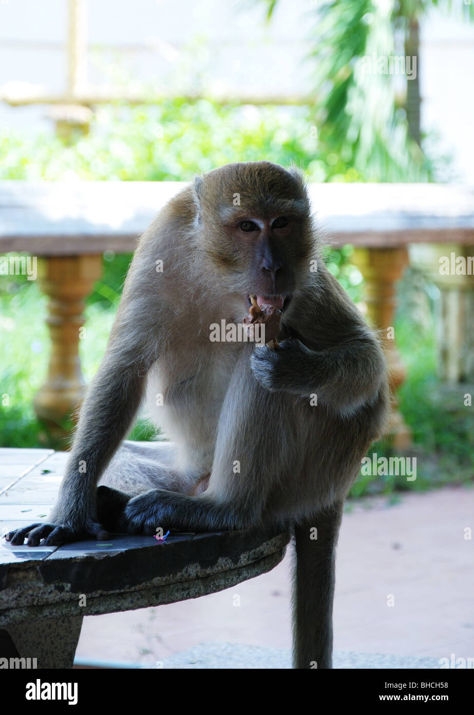 Monkey eating ice cream hi-res stock photography and images - Alamy
