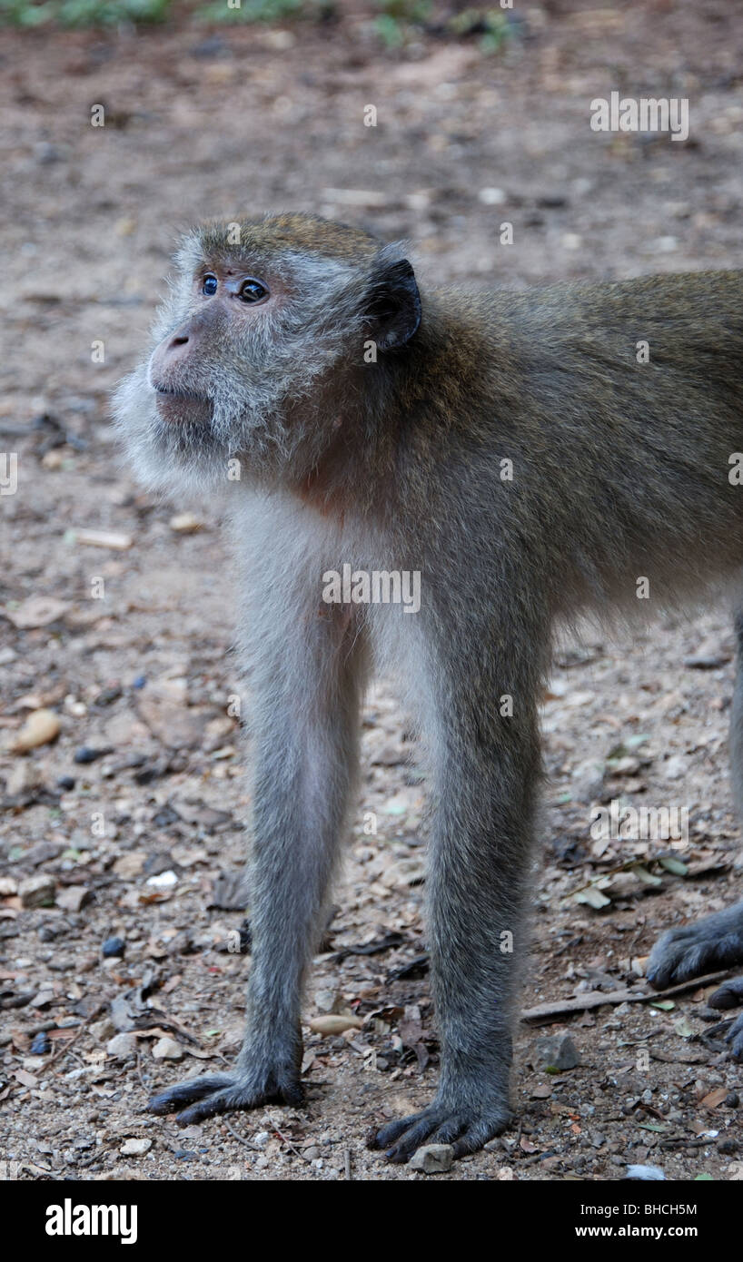 The Gray monkey Stock Photo - Alamy
