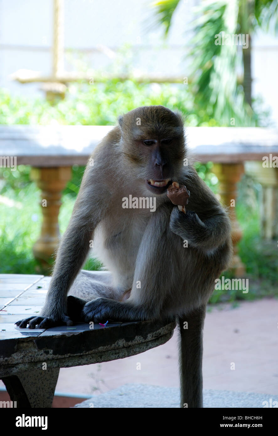 Monkey eating table hi-res stock photography and images - Alamy