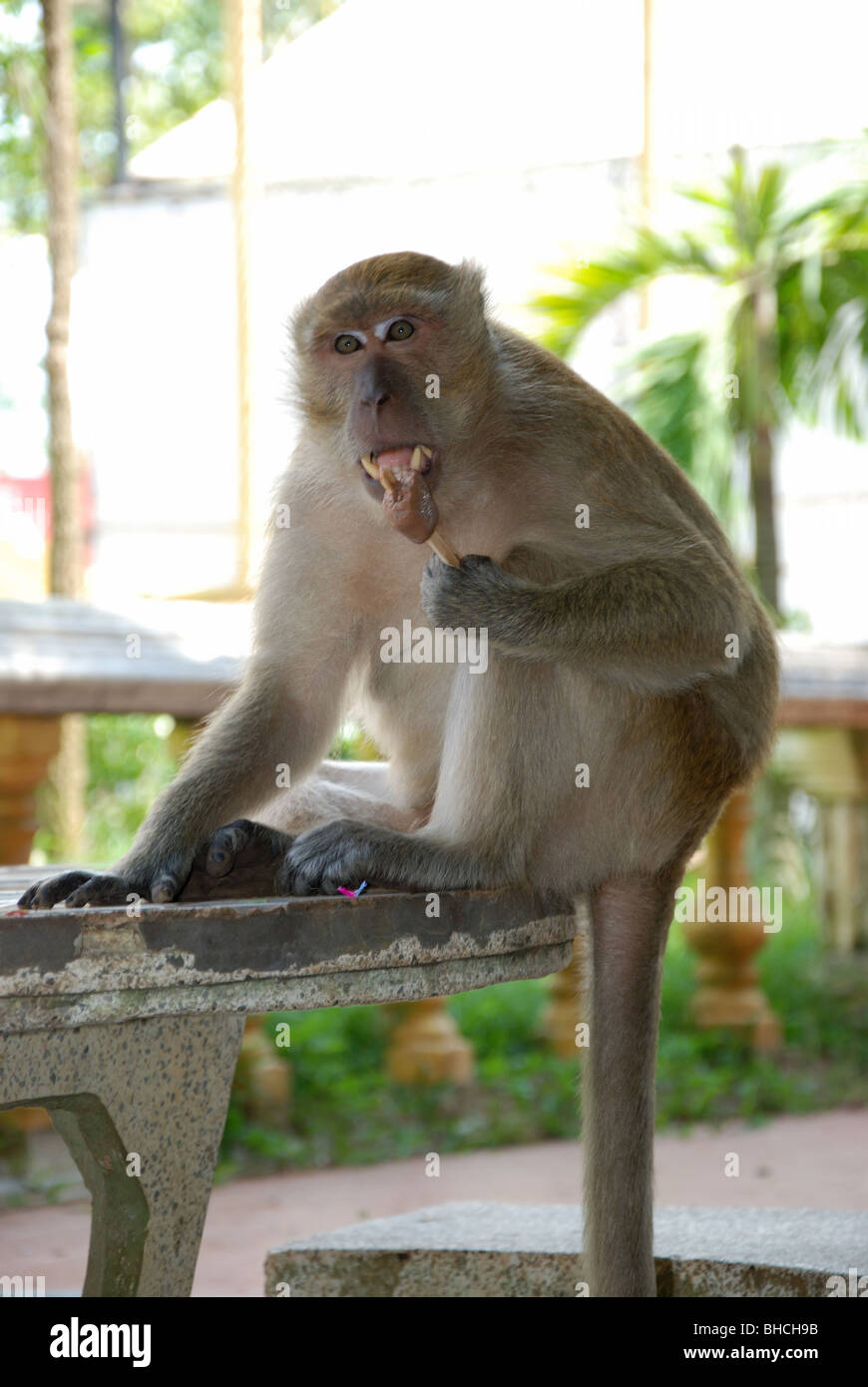 Gray monkey eating ice cream Stock Photo - Alamy