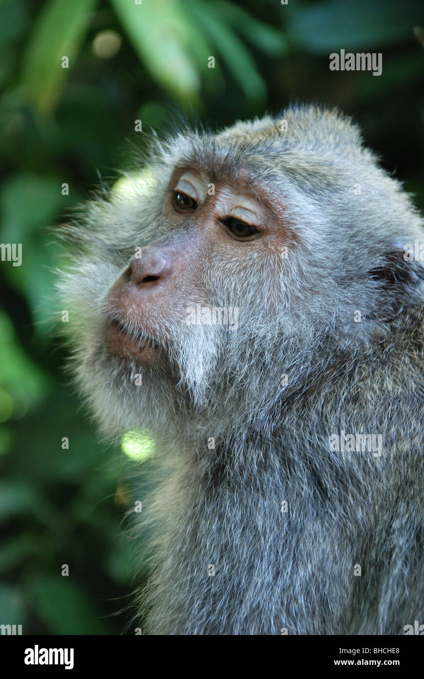 The Gray monkey Stock Photo - Alamy