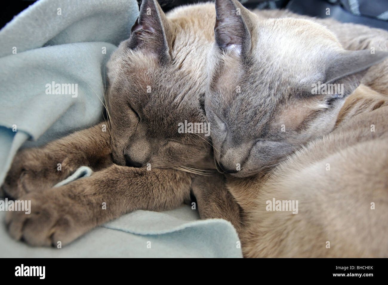 Siamese blue point cats Stock Photo - Alamy