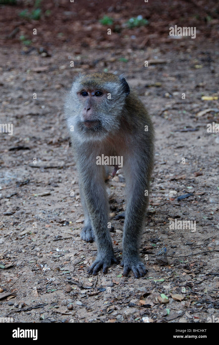 The Gray monkey Stock Photo - Alamy