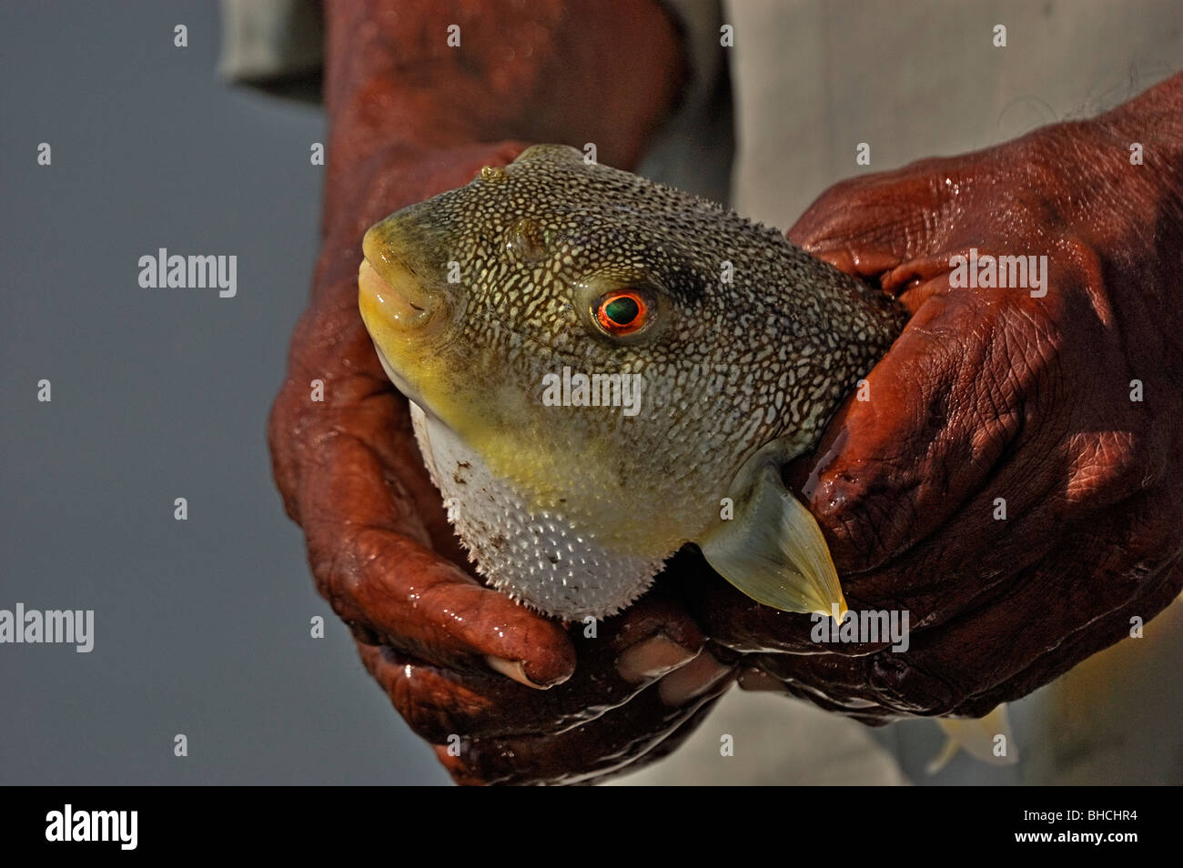 porcupine puffer fish Stock Photo - Alamy