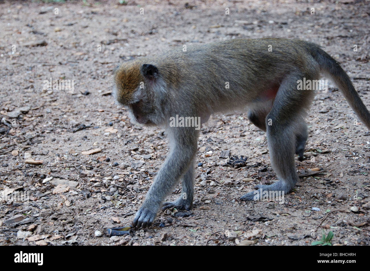 The Gray monkey Stock Photo - Alamy