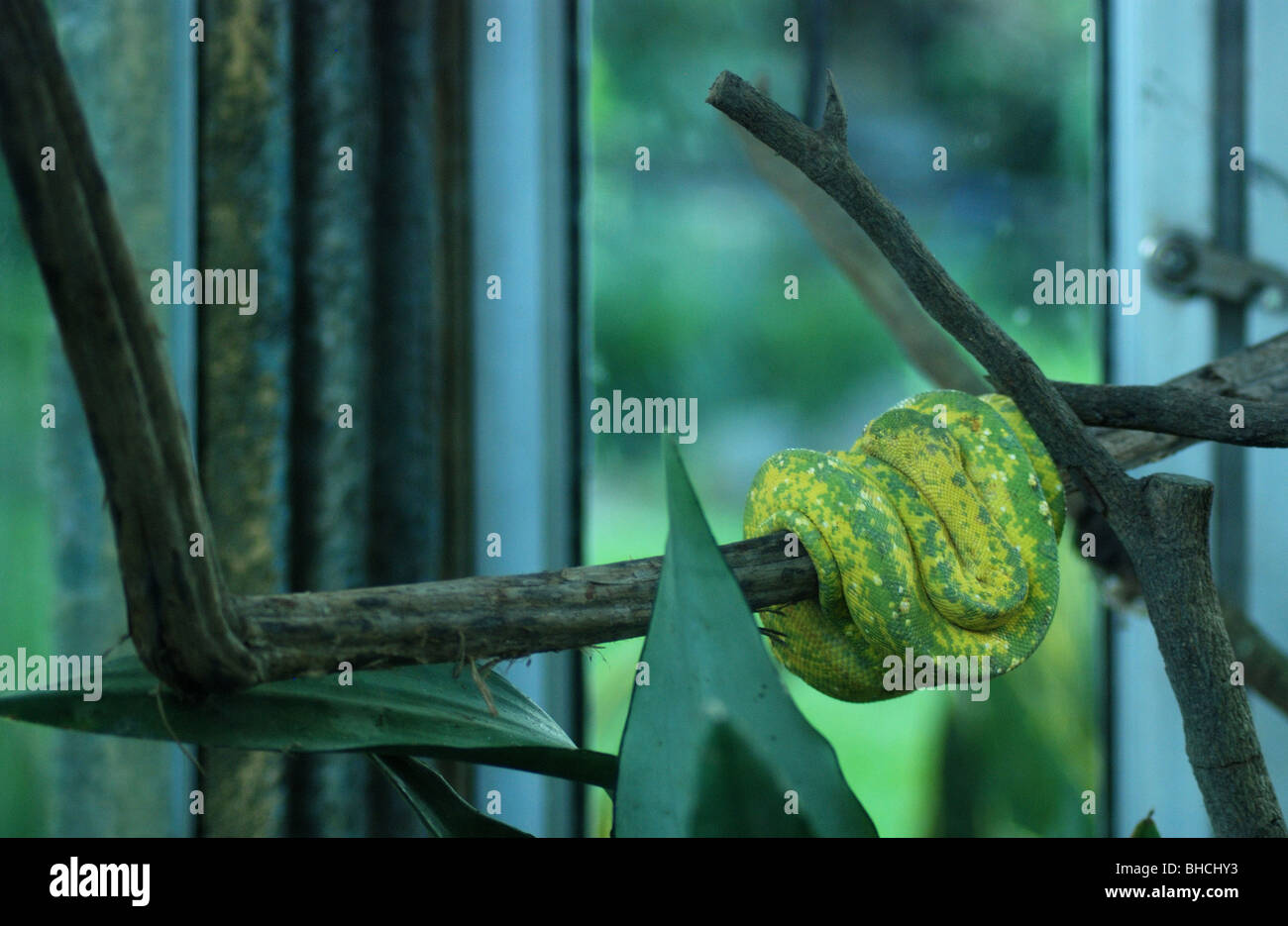 Sleep snake hi-res stock photography and images - Alamy