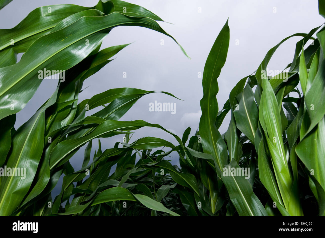 Corn field in storm with storm clouds hanging over dramatic scene Stock ...