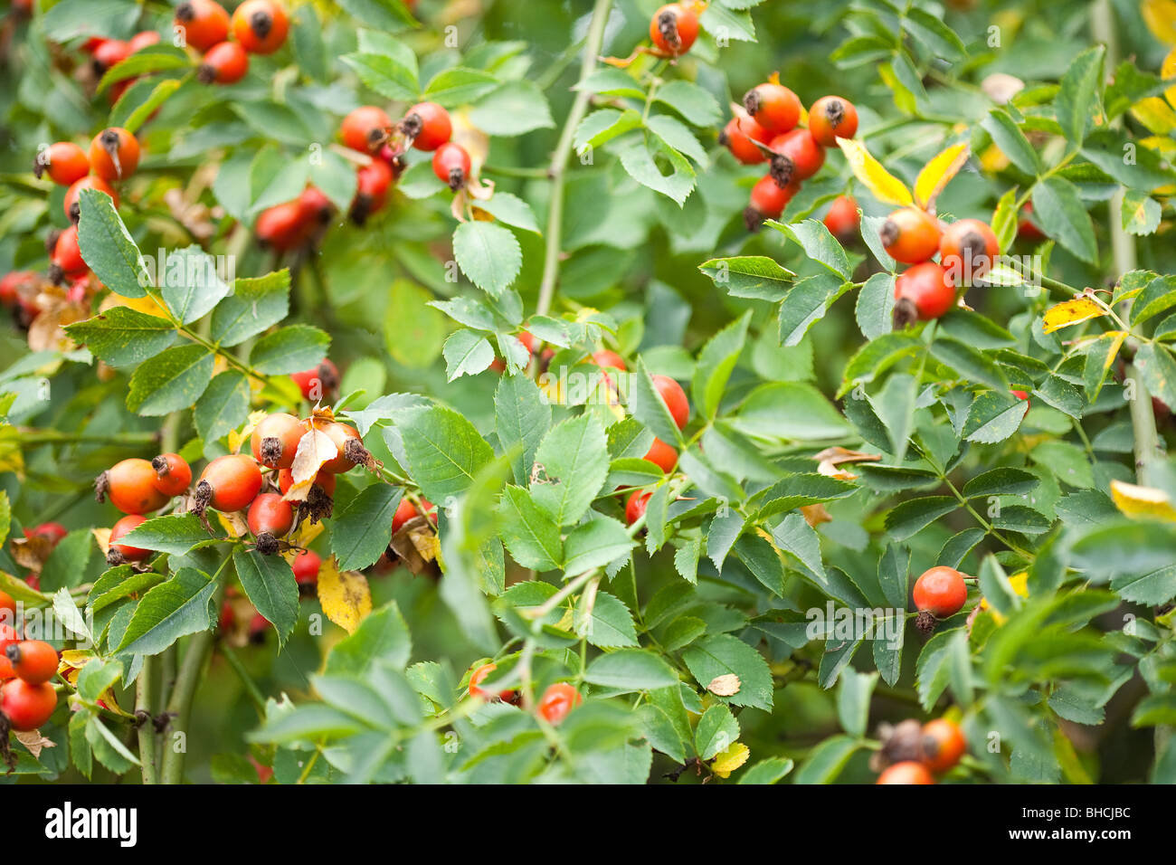 Briar fruit hi-res stock photography and images - Alamy