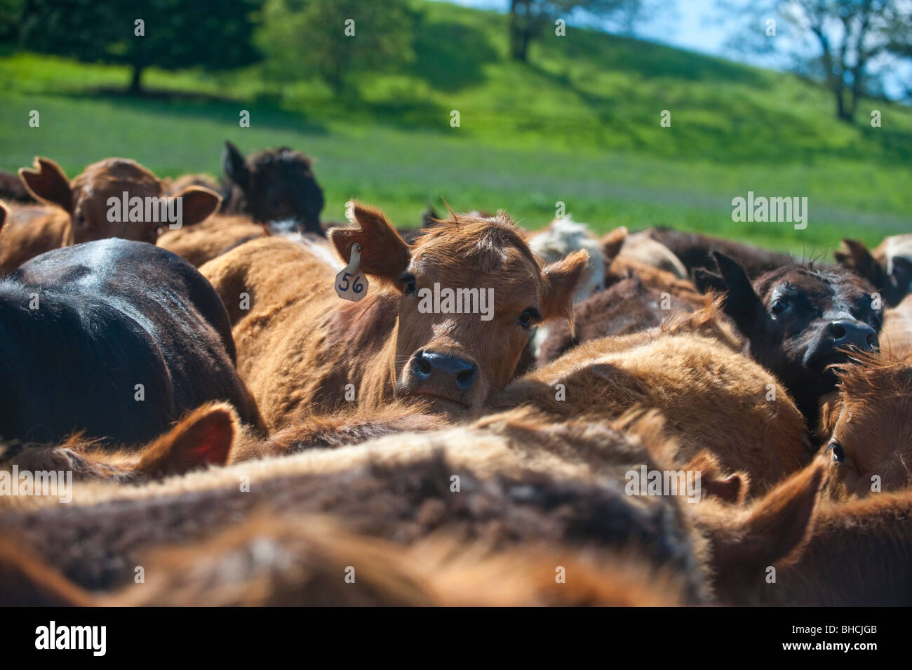 Clean cattle hi-res stock photography and images - Alamy