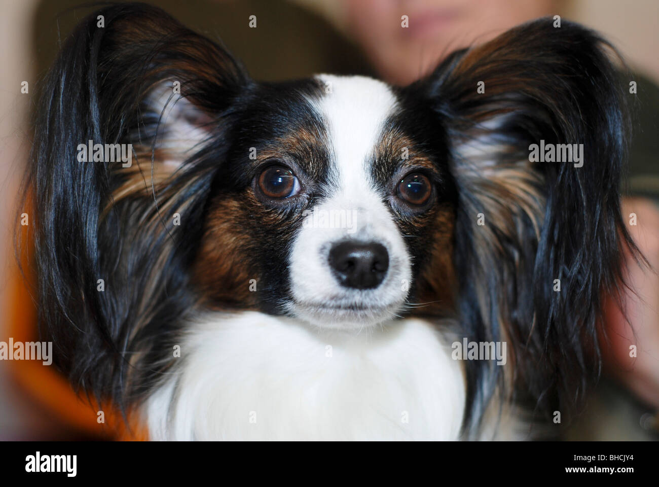 Papillon butterfly hi-res stock photography and images - Alamy