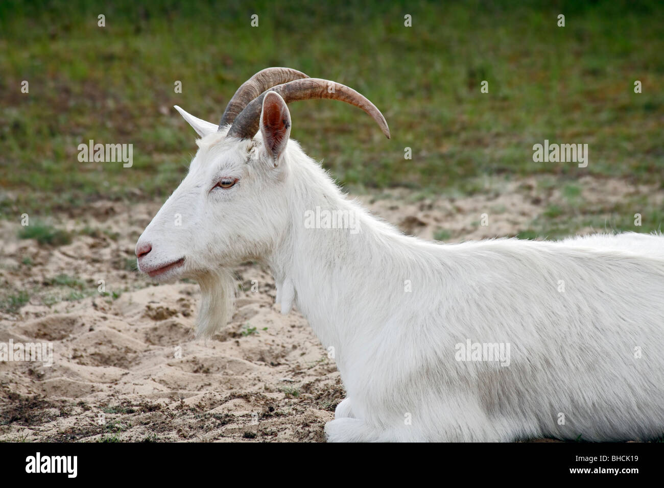 white goat lying on the ground Stock Photo - Alamy