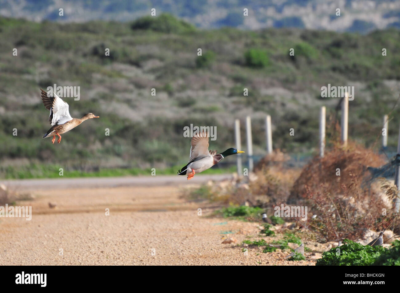 Israel, Coastal Plains, Maagan Michael, Mallard (Anas platyrhynchos ...